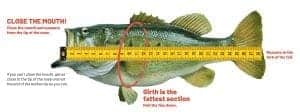 Calculate the weight of a largemouth bass without a scale - Castaic Fishing