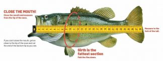 Calculate the weight of a largemouth bass without a scale - Castaic Fishing