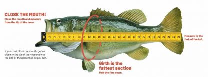Calculate the weight of a largemouth bass without a scale - Castaic Fishing